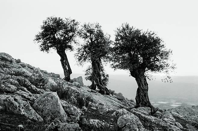 Olive trees, poems at Park No-hae photo exhibition