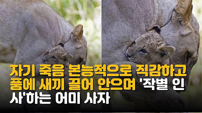 배고픔 못 참고 허겁지겁 달려가 얼굴 파묻은 채 요거트 먹은 아기 고양이의 얼굴 애니멀 플래닛