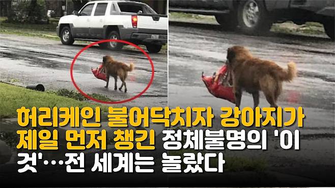 임신한 엄마 배에 얼굴 기대어 잠들었다 태아의 발길질에 깜짝 놀란 강아지의 귀여운 반응 애니멀 플래닛