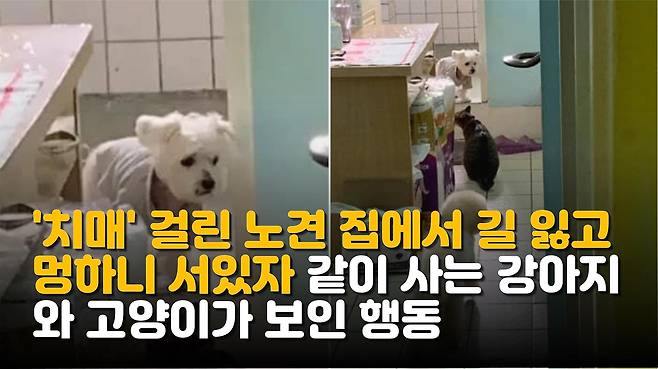 태어나서 처음 들어보는 천둥 소리에 화들짝 놀라며 뒷걸음 치는 아기 올빼미의 반응 애니멀 플래닛