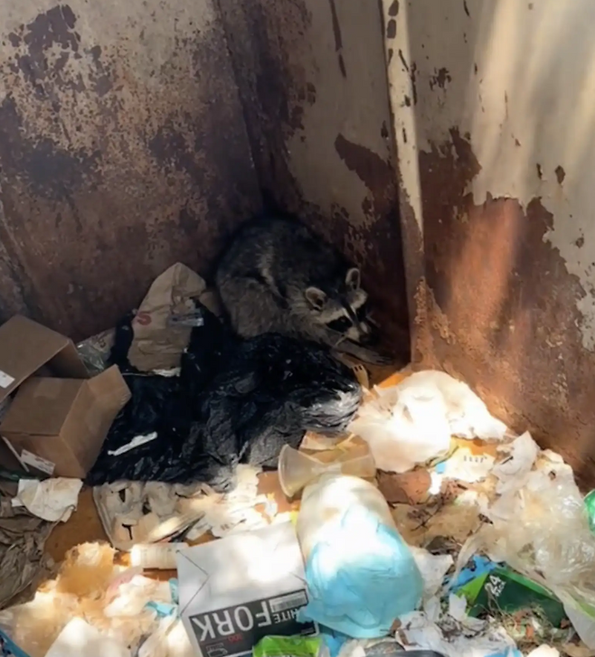 쓰레기통에서 발견된 너구리의 최후 | 해피라이프