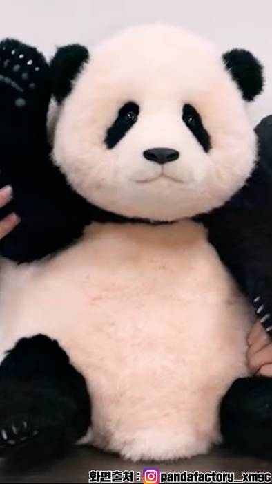 푸바오 인형, 가격이 무려 59만원? [숏폼]