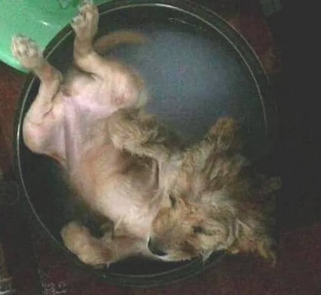 강아지 싫어하는 아내가 보낸 사진에 화들짝 놀라 집으로 달려간 남편 눈앞에 벌어진 대반전 애니멀 플래닛