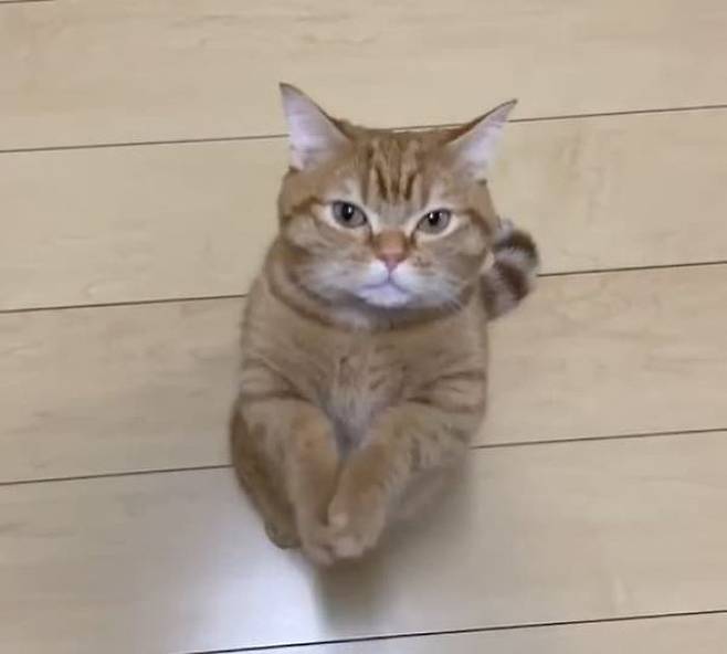 두 앞발 공손히 모으더니 자기 간식이 너무 먹고 싶다며 빌고 또 비는 고양이의 간절함 애니멀 플래닛