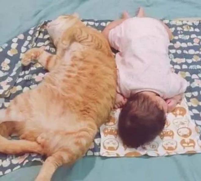 무심결에 몸 뒤척였다가 잠든 아기 건드린 고양이가 아기 잠깨지 않게 하려고 한 행동 애니멀 플래닛