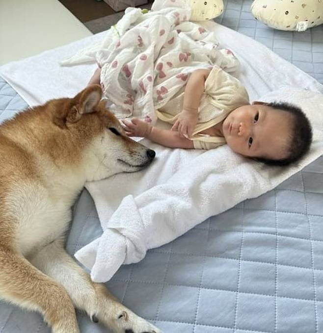 아기가 자기 등이 침대인 줄 알고 기대어 누워서 잠들자 천사 강아지가 보인 행동 애니멀 플래닛