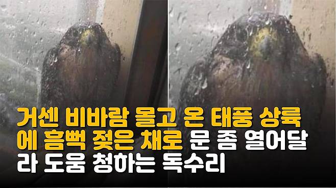 고양이가 집사 정말 많이 사랑하고 있다는 사실 보여주는 결정적인 6가지 증거 애니멀 플래닛