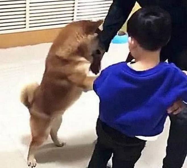 아빠한테 안아달라고 떼쓰는 어린 아들 지켜보던 강아지가 잠시후 보인 반전 행동 애니멀 플래닛