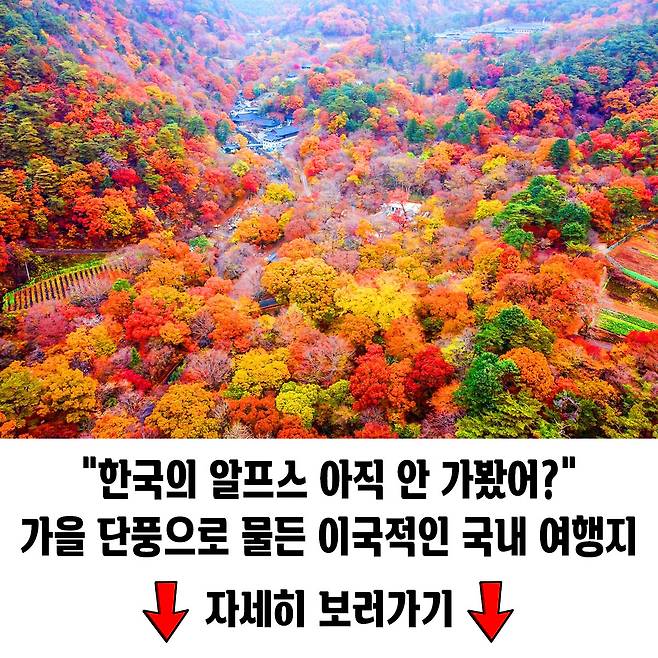 이 꽃 보러 매년 60만 명이 찾아요 가을 대표 축제로 자리매김한 국내 여행지 여행을말하다
