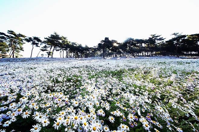 제17회 정읍 구절초 꽃축제 10월3~13일 개최