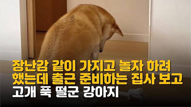 갑자기 사라진 고양이 어디있나 했더니 소파에서 꿀잠자는데 너무 귀여워요 애니멀 플래닛