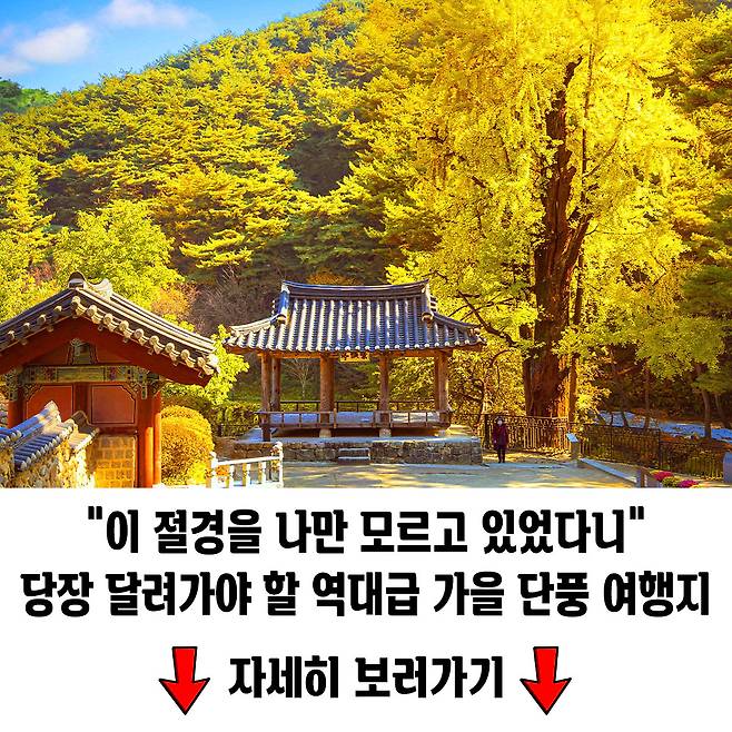 이렇게 예쁜 줄 알았으면 진작에 가볼걸 한우로만 유명한 줄 알았던 가을 여행지 여행을말하다