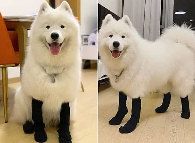 복슬복슬 새하얀 털이 귀여운 사모예드 강아지에게 검정 양말 신기면 생기는 일 애니멀 플래닛