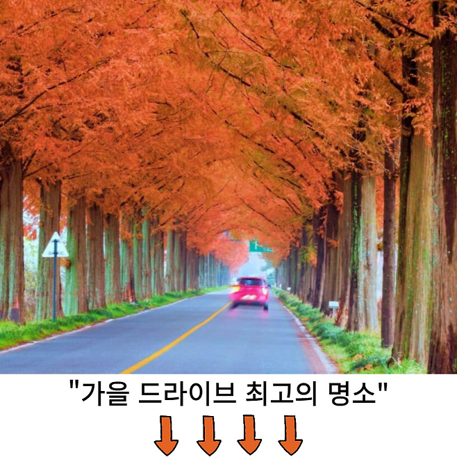 가을 감성 제대로 즐기기 수도권에서 꽃으로 물든 국내 여행지 Best 3 여행탐구