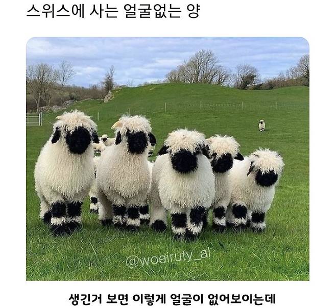 스위스에 사는 얼굴없는 양 에펨코리아