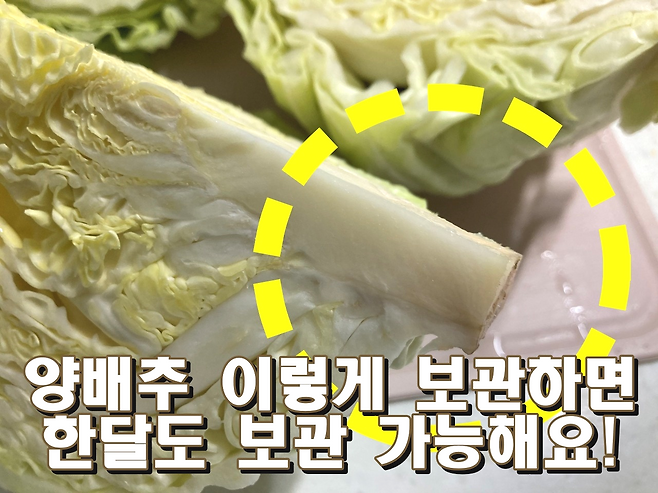 양배추 얇게 썰어야 한다면 이것으로 사용하니 대박이네요 생활의지혜