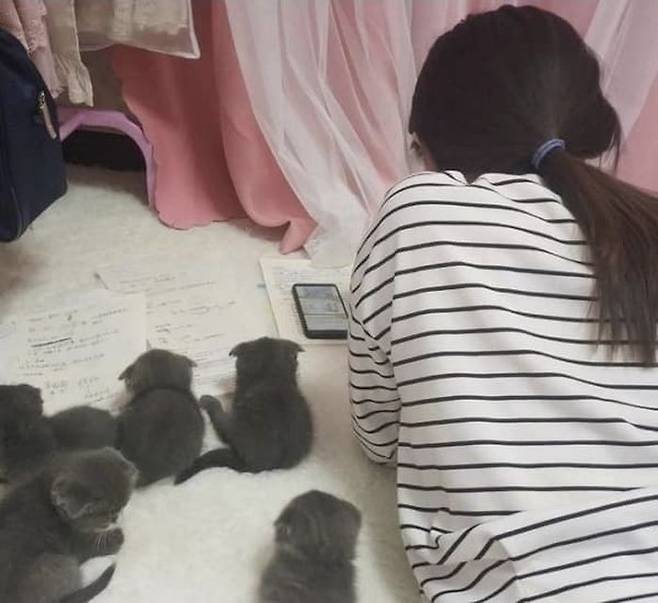아기 고양이들에게 절대로 등 보이면 안되는 귀엽고 깜찍한 이유 애니멀 플래닛