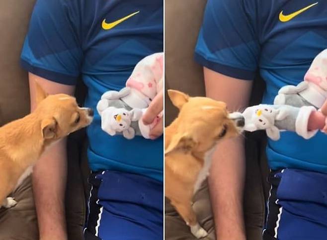양말에 집착이 심하다는 치와와가 아기의 토끼 양말 보고 한 행동 애니멀 플래닛