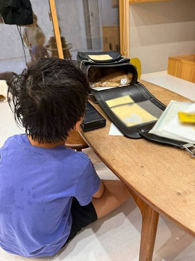 전날 학교 책가방 싸고 있던 아들이 고양이 때문에 중도 포기한 이유 애니멀 플래닛