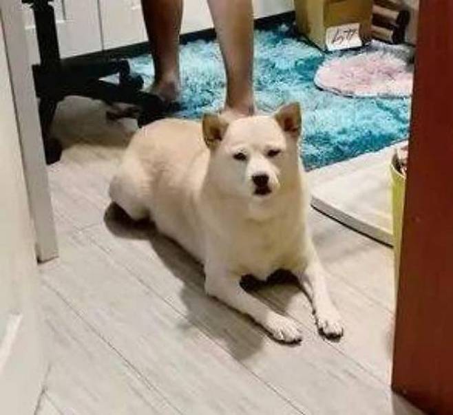 엄마가 학교 수학시험 망친 누나한테 잔소리하자 인상 팍팍 쓴 강아지 애니멀 플래닛