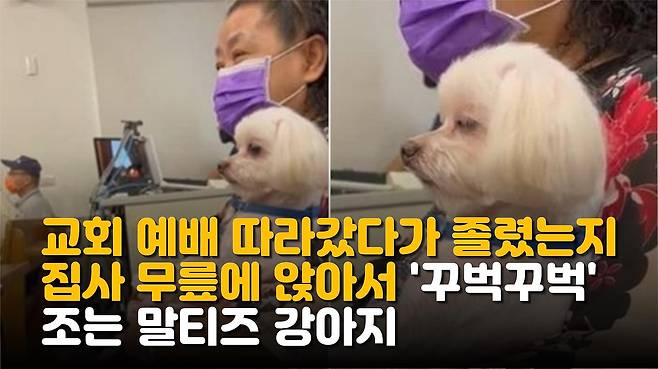 차량에 다가와 몸 밀착하더니 자기 얼굴 비비며 애정 표시하는 사자 애니멀 플래닛