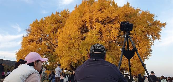 800년 된 은행나무 보겠다고 몰려든 사람들