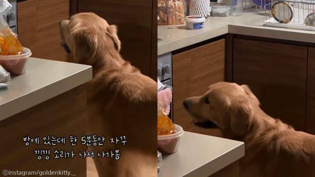 마음은 굴뚝같지만 먹고 싶은 음식 꾹 참고 혼자 낑낑댄 골든 리트리버 노트펫