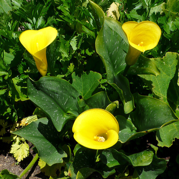 인생의 시작과 끝에 만나는 꽃칼라common Calla 생생비즈