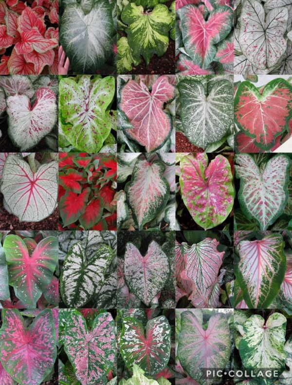 잎이 꽃보다 아름다워무늬가 주연인 칼라디움caladium 생생비즈