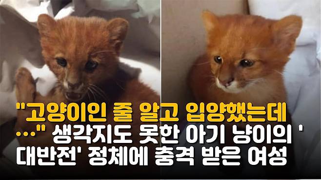 할머니가 댕댕이 밭에 데려간다고 하시길래 농사꾼 옷을 입혀줬어요 애니멀 플래닛