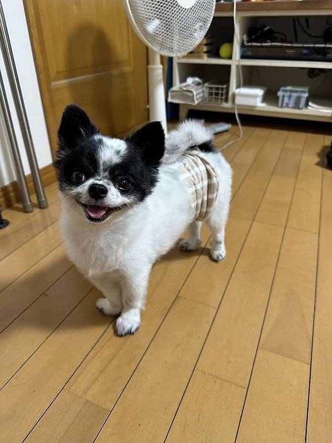 간식 먹고 싶은데 주지 않자 자기 단단히 화났다 티 팍팍 내는 치와와 애니멀 플래닛