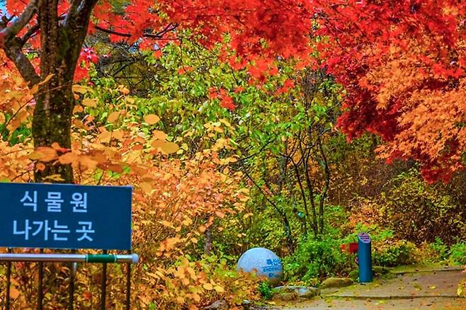 산 대신 수목원 가을 감성 제대로 즐길 수 있는 힐링 명소 3곳 여행탐구