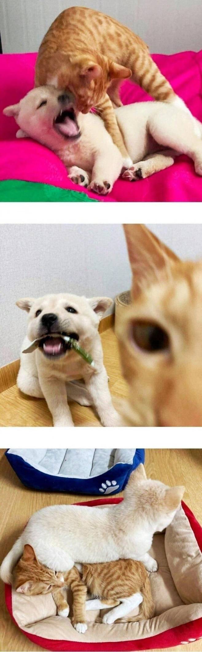 고양이만 키우던 집에 입양된 아기 댕댕이 에펨코리아