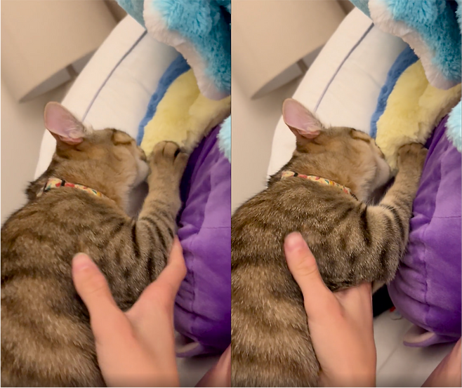 담요 더미를 어미로 착각한 고양이 디피펫
