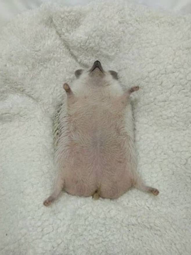 자기 침대 놔두고 굳이 집사 침대 위에 올라가서 배 내보이고 자는 고슴도치 애니멀 플래닛
