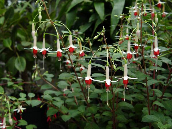 우리의 삶 축복이고 선물입니다후크시아ladys Eardrops 생생비즈
