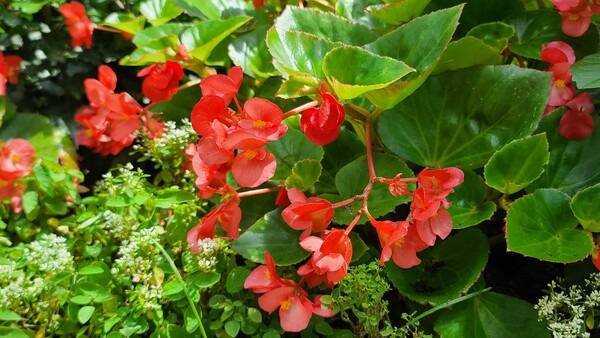 한겨울에 보여주는 진정한 아름다움‘엘라티오르 베고니아elatior Begonia 생생비즈
