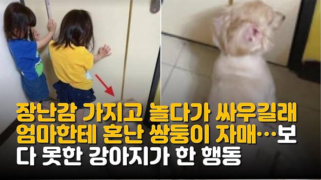 유기된 탓에 길거리 생활하던 유기묘들의 입양 전과 후 확 달라진 놀라운 변화 애니멀 플래닛