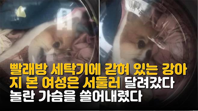 친구들한테 우리집 지켜주는 경비견 보여줬는데 하나도 안 무섭게 생겼대요 애니멀 플래닛