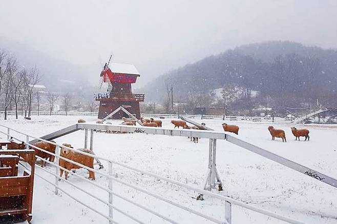 대관령 못지 않네 완벽한 설경을 선사하는 경기도 양떼목장 3곳 여행을말하다