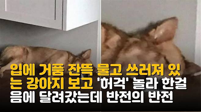 집사가 자기 이름 불러주기 전과 후 확연하게 달라지는 고양이의 눈빛 애니멀 플래닛