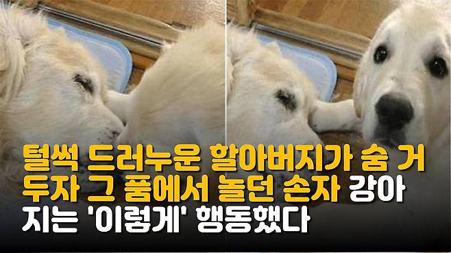 믿고 맡겨달라던 아빠에게 댕댕이 셀프 미용 맡겼다가 후회한 이유 애니멀 플래닛