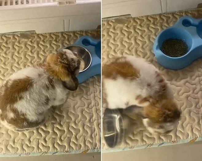 집사가 밥 못 먹게 그릇으로 덮어놓자 입으로 물어서 휙 던져 버리는 토끼 애니멀 플래닛