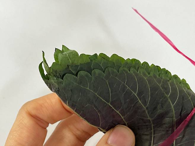 깻잎을 냉장고에 그냥 두지 마세요 다 먹을 때까지 싱싱한 깻잎 보관법 꿀하우스