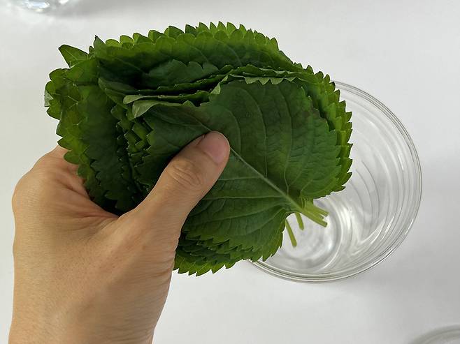 깻잎을 냉장고에 그냥 두지 마세요 다 먹을 때까지 싱싱한 깻잎 보관법 꿀하우스