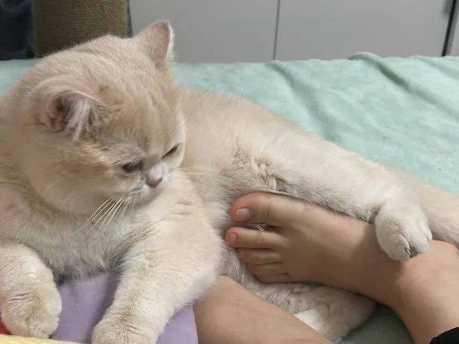 집사가 고양이 배에 발을 올리면 벌어지는 충격적인 일 재미진