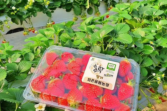 겨울 풍경 속 달콤한 즐거움 율봄식물원 딸기 체험 여행다이어리