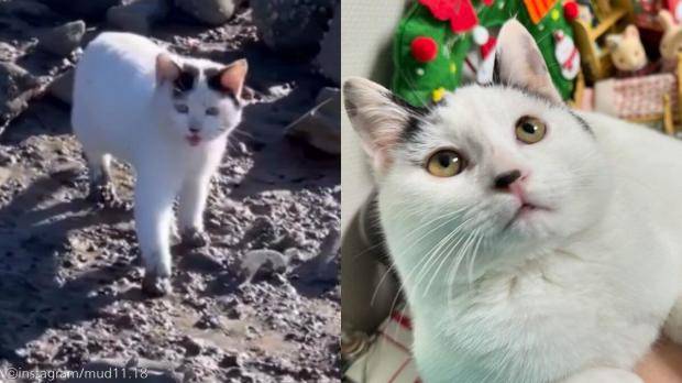 발에 진흙이 다 묻도록 갯벌까지 쫓아온 길고양이를 입양한 사연 | 노트펫