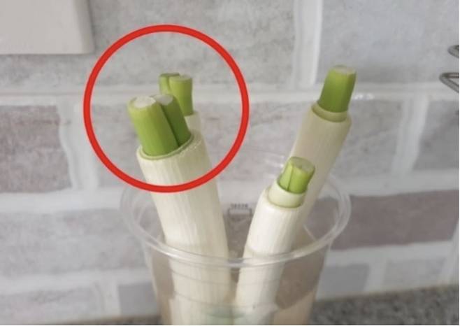 겨울엔 대파 사지 말고 이렇게 하세요 무한리필이 따로 없네~ 오늘살림루틴