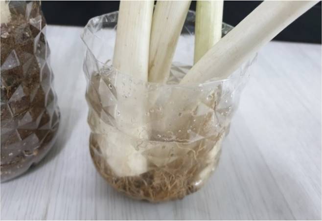 겨울엔 대파 사지 말고 이렇게 하세요 무한리필이 따로 없네~ 오늘살림루틴